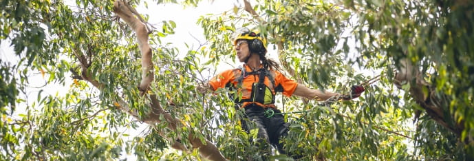 Powerco-approved tree contractors