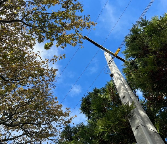 Tree safety near power lines