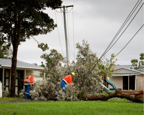 Tree safety near power lines